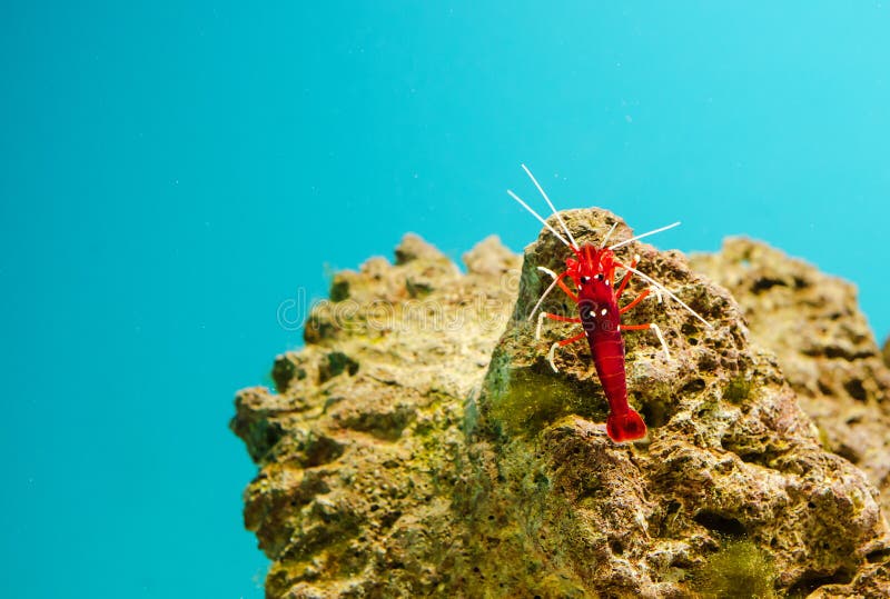 Debelius De Lysmata De Crevette Du Feu Photo stock - Image du aquarium ...