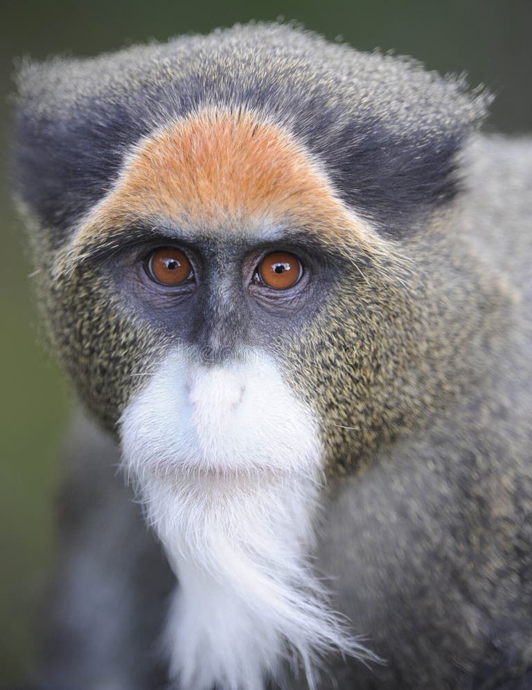 647 Guenon Stock Photos - Free & Royalty-Free Stock Photos from Dreamstime