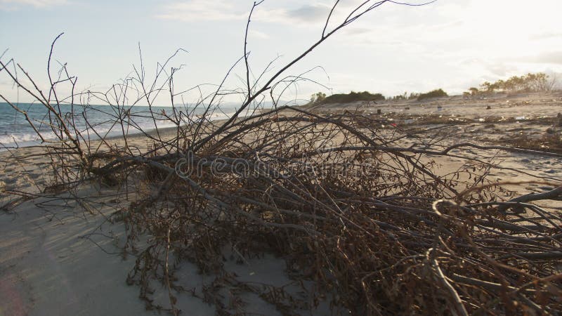 Tree Branches on the Beach during a Storm Stock Footage - Video of ...