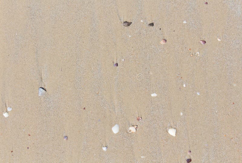Shells on the sand stock image. Image of background, pebbles - 24787763