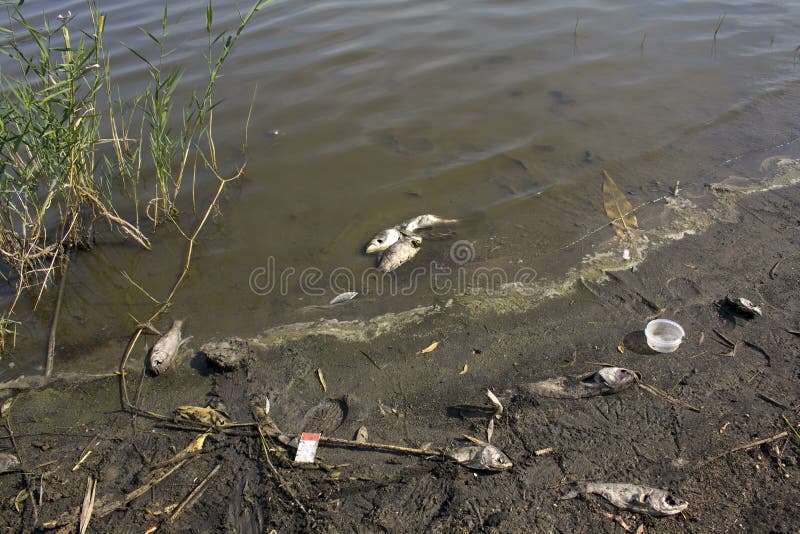 Debris on the Shore of the Lake and the Dead Fish, the Pollution Stock ...