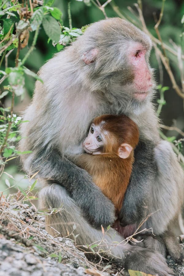 Dec 24 2024 Monkey Family Bonding in Nature Showing Parental Care and ...