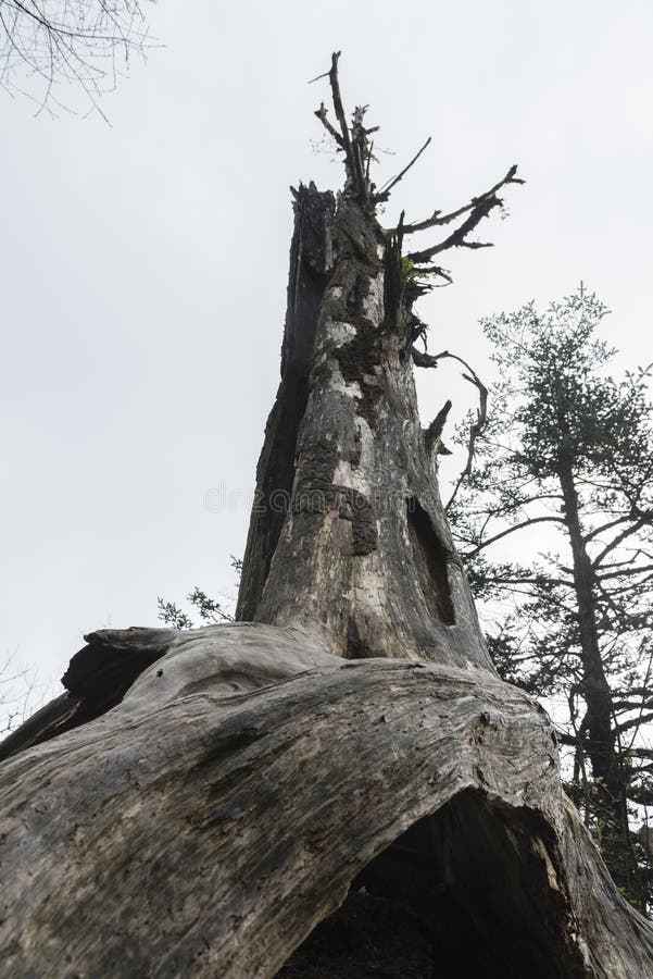 Decayed tree stock photo. Image of decay, decayed, trees - 54542554