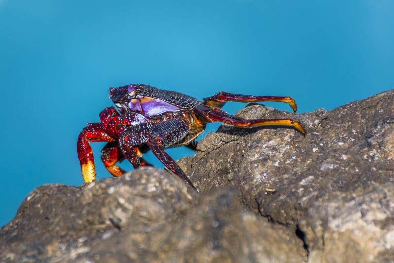 Crab, Insect, Decapoda, Invertebrate Picture. Image: 107440193