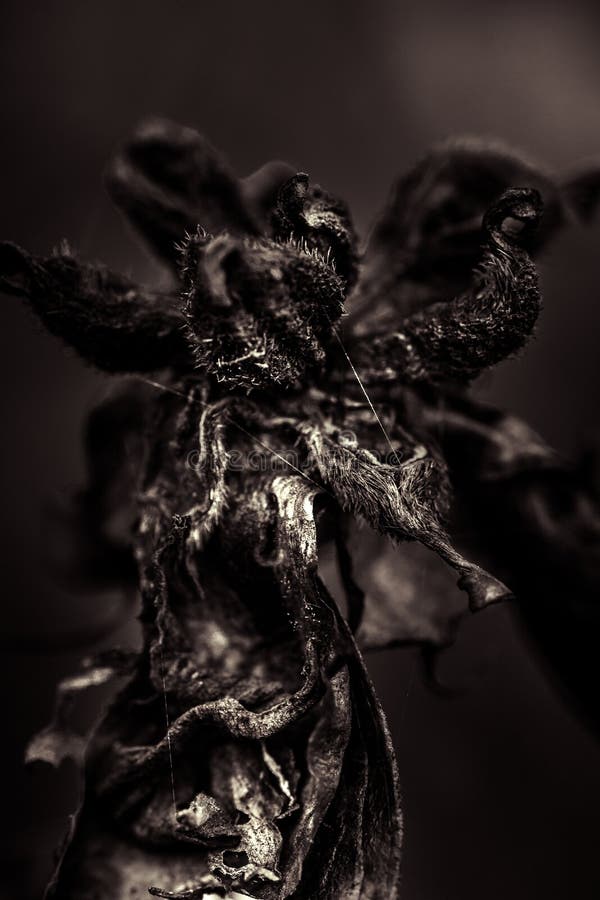 Decay of a Beautiful Flower Stock Photo - Image of decaying, leaf: 41281888