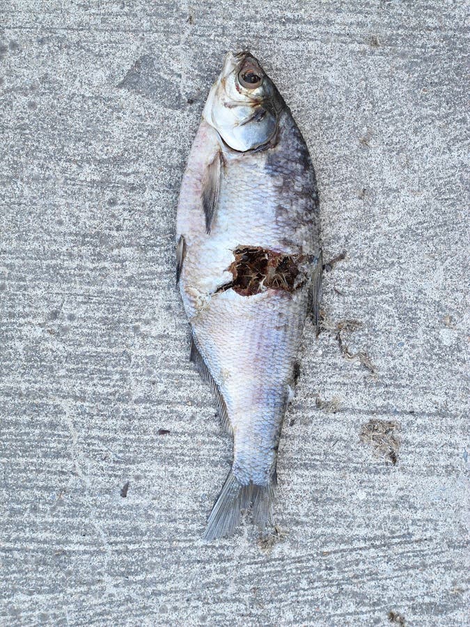 Decay stock photo. Image of fish, garbage, dead, lake - 30375768