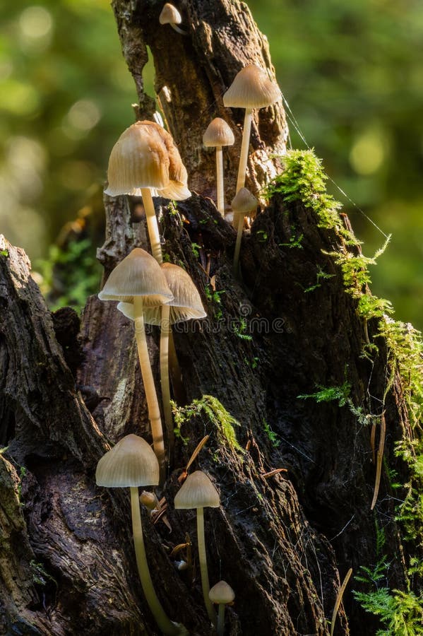 Decay 2 stock image. Image of states, pacific, area - 198669629