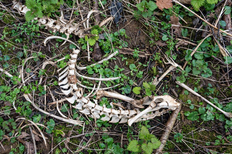 Muntjac Deer Spinal Skeleton and Lower Jaw Stock Image - Image of ...