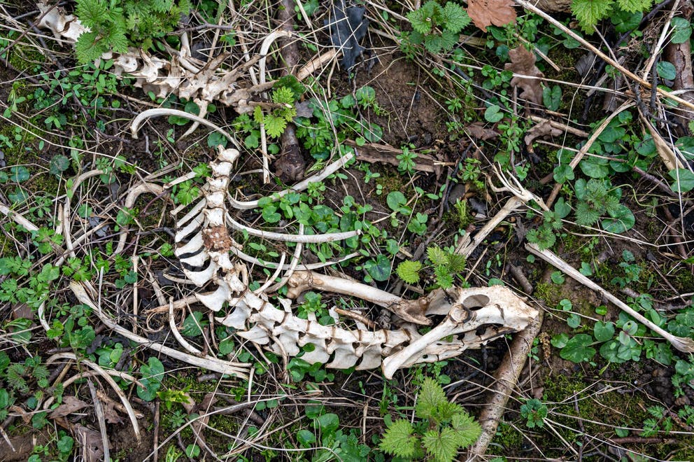 Muntjac Deer Spinal Skeleton and Lower Jaw Stock Image - Image of ...