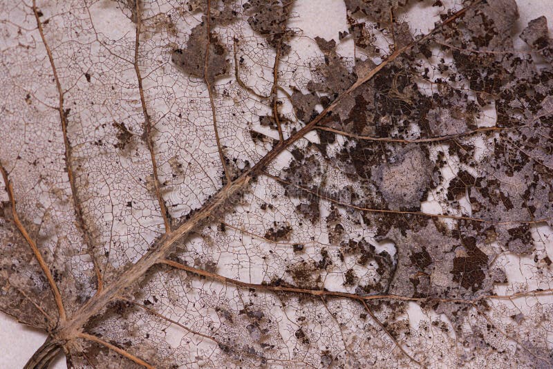 Decay in nature stock image. Image of decay, dried, structures - 216320743