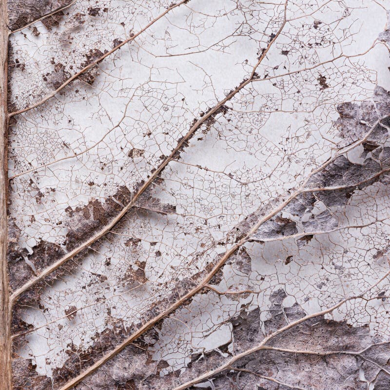 Decay in nature stock photo. Image of design, texture - 216320780