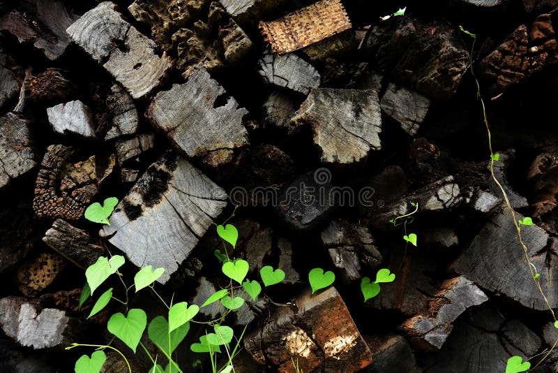 Timber on a Construction Site in a Puddle after Rain. Old Wood of a ...