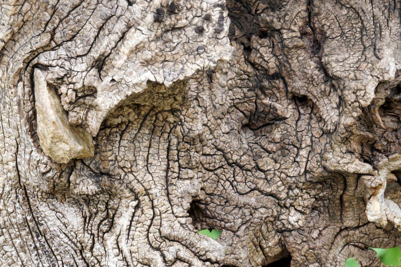 Decay root texture stock photo. Image of corrosion, barn - 167829916