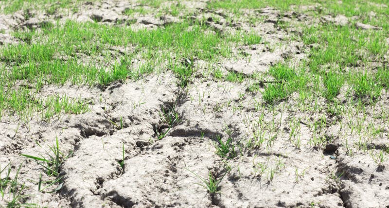 The Decay of Soil after a Drought, the Influence of an Aggressive ...