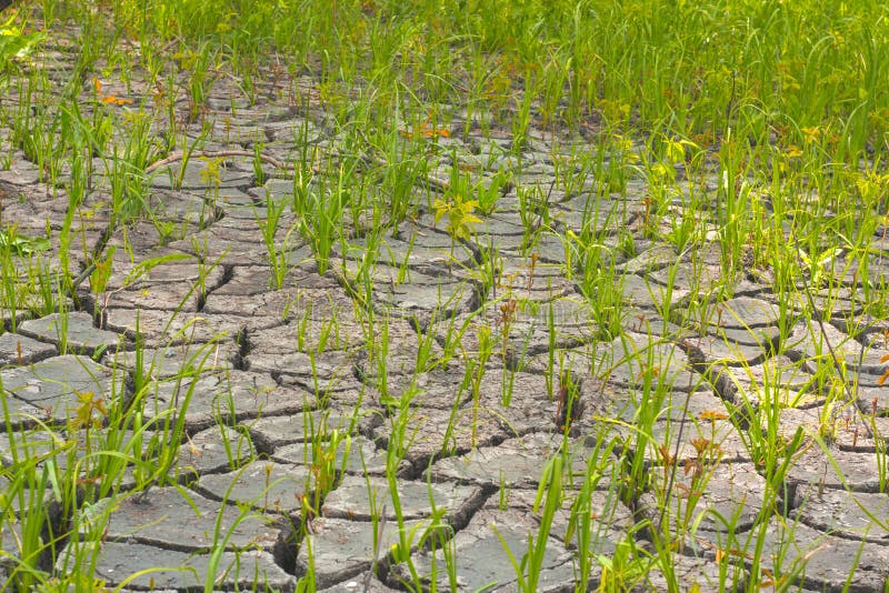 The Decay of Soil after a Drought, the Influence of an Aggressive ...