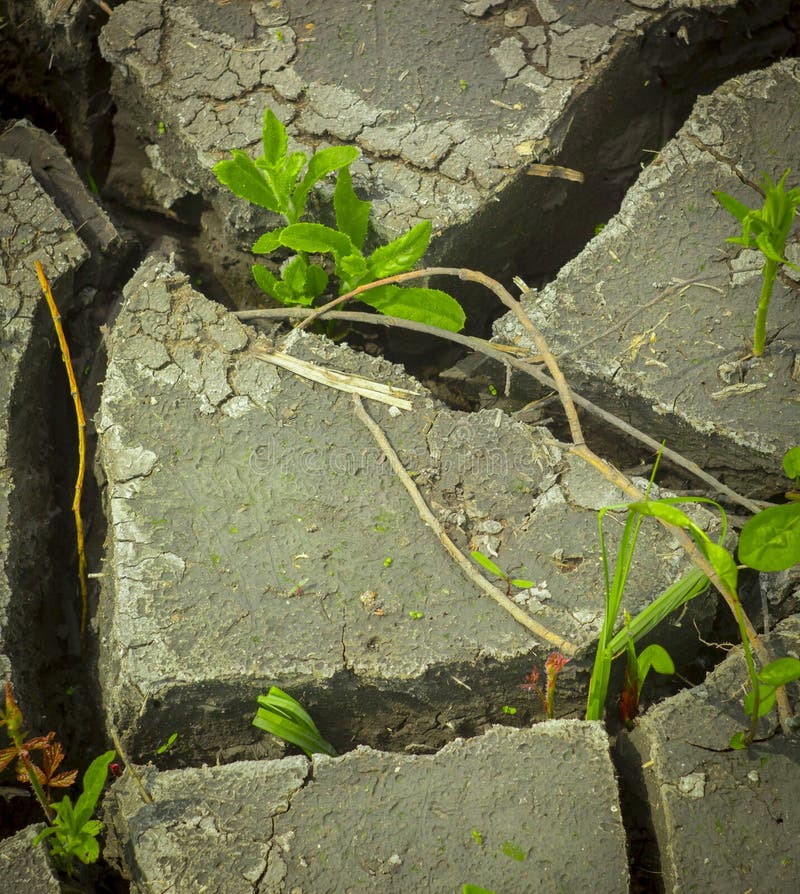 The Decay Of Soil After A Drought, The Influence Of An Aggressive ...