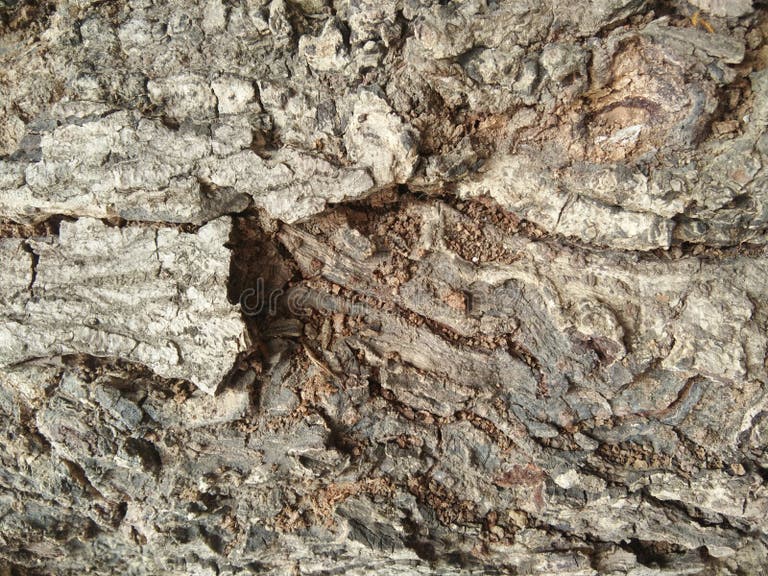 Decay wood surface stock photo. Image of carpentry, natural - 94619894