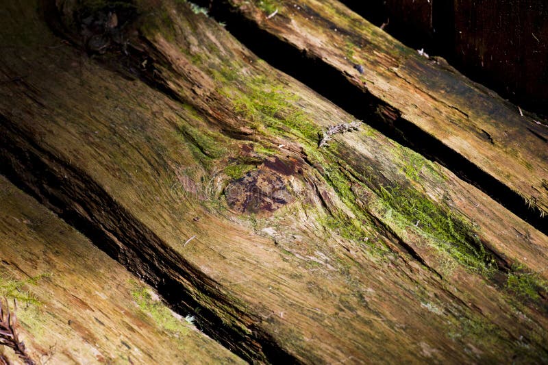 Decay wood on boardwalk stock image. Image of nails - 138960033
