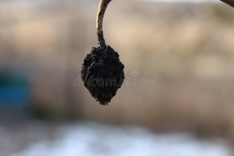 Decayed apple fruit stock photo. Image of fruit, doomed - 88340612
