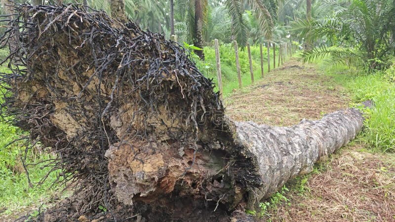 Decayed and Fallen Palm Oil Tree on the Ground Due To Root Infection ...