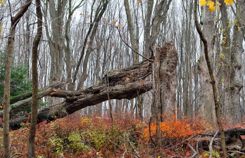 Fallen Tree with Branches Hanging Over Lake Stock Photo - Image of tree ...