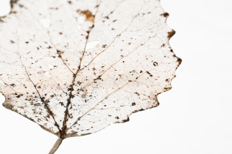 Decayed leaf abstract stock image. Image of flora, sheer - 51000821