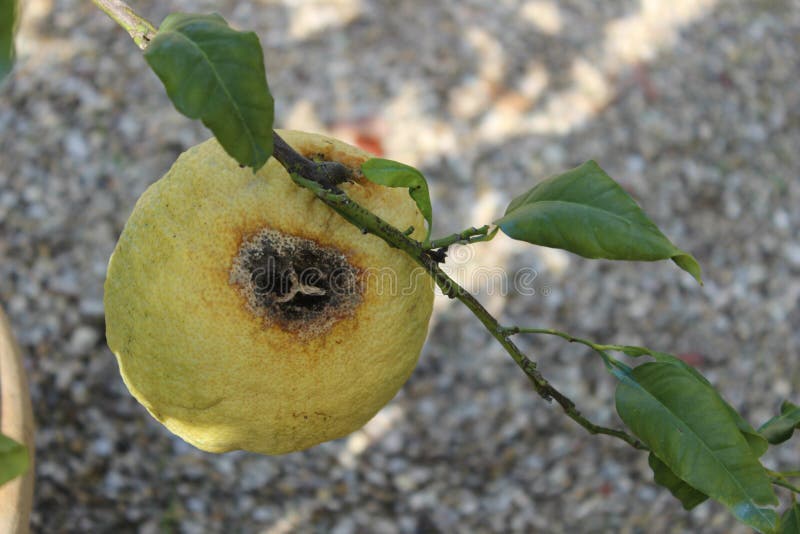 Decayed Lemon Covered in Green Mold Stock Photo - Image of agriculture ...