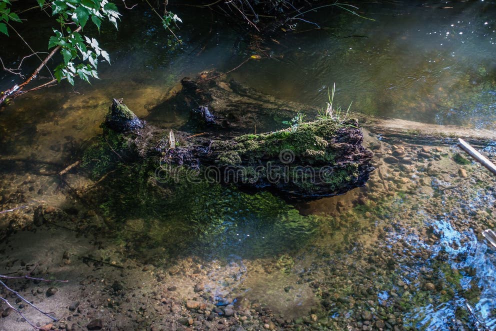 Decayed Log in Stream stock photo. Image of abstract - 93050336