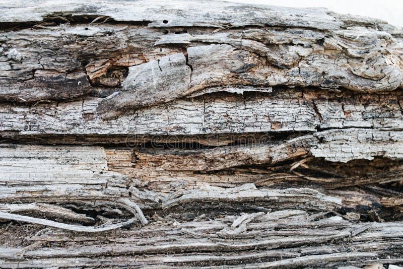 Decayed Log Texture. Grey of Color, Rotten, Dry, with Pieces Falling ...