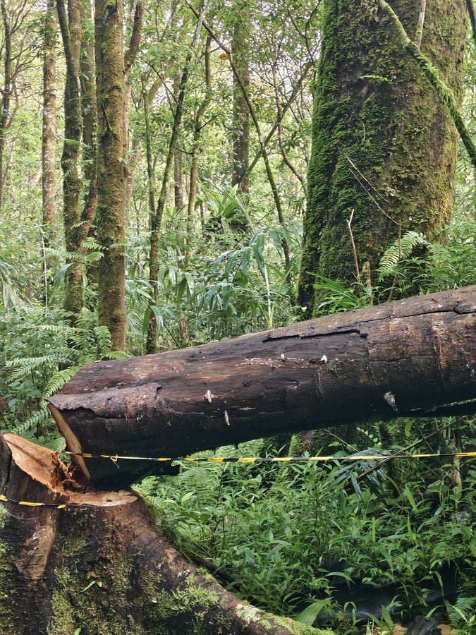 Large Tree Trunk Fell Due To Rot Stock Image - Image of west, gede ...
