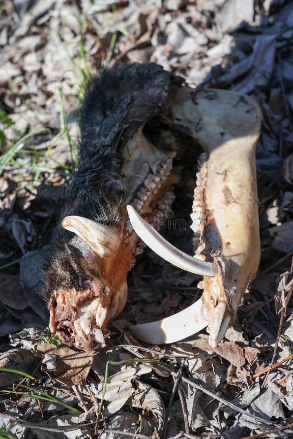 Decayed Pig Skull, Teeth, Hairy. Stock Photo - Image of leaf, wildlife ...