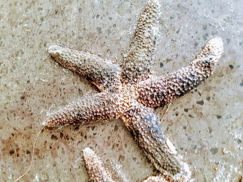 Decayed Starfish, Weird Find it Waves Hello, by the Way Stock Image ...