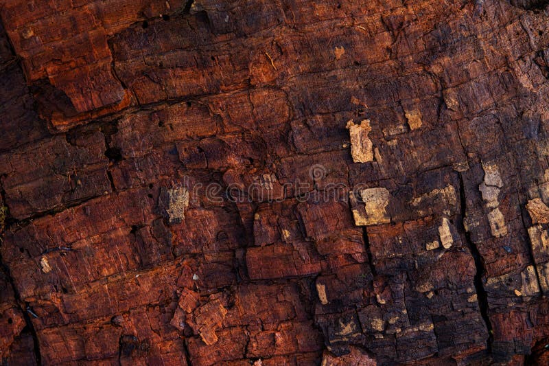 Decayed timber surface stock image. Image of ring, detail - 25149647