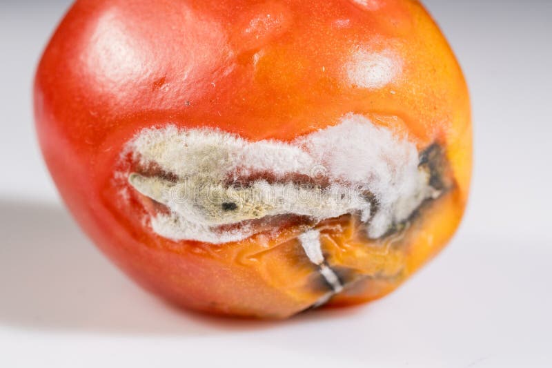 Decayed Tomato Highlighting Fungal Growth and Texture Stock Photo ...