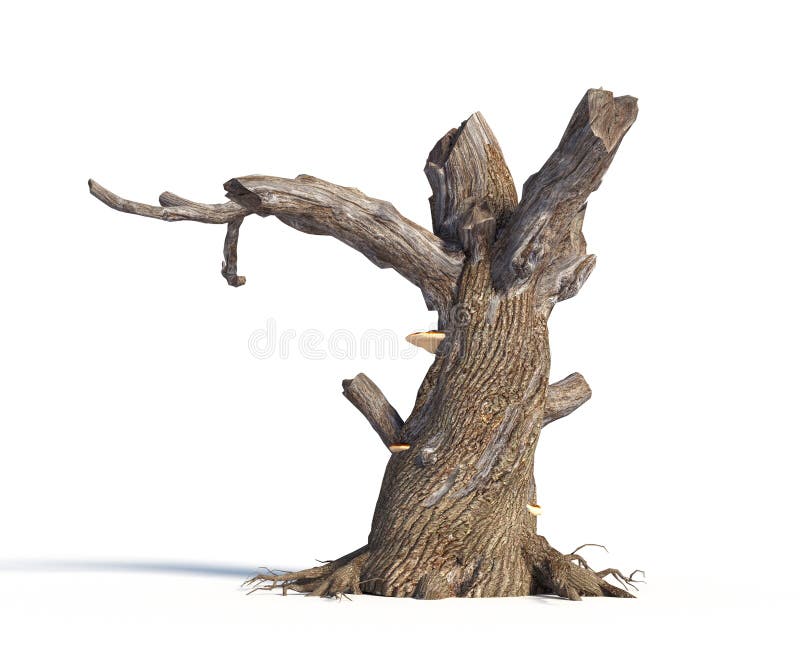 Decayed Tree with Branches and Mushrooms in a Natural Setting during ...