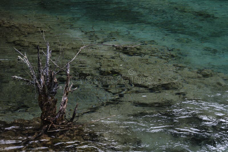Old Decayed Tree in the Forest Stock Photo - Image of remote, wooden ...