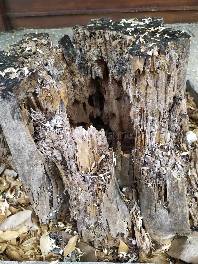 Decayed Tree Stump in Foreground of Crater Lake Oregon Overlook Stock ...