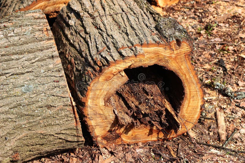 Decayed Tree Trunk, Cut Down Touchwood Used for Timber Stock Photo ...