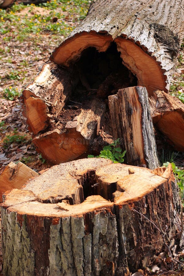 Decayed Tree Trunk, Cut Down Touchwood Used for Timber Stock Image ...