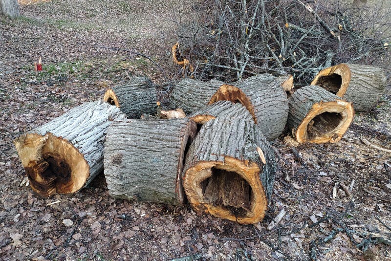 Decayed Tree Trunk, Cut Down Touchwood Used for Timber Stock Image ...