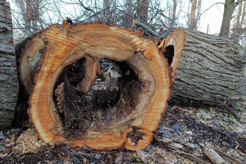 Decayed Tree Trunk, Cut Down Touchwood Used for Timber Stock Image ...