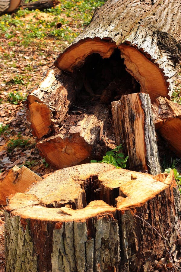 Decayed Tree Trunk, Cut Down Touchwood Used for Timber Stock Image ...