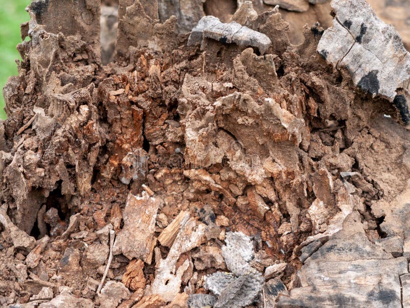 Decayed Tree Trunk Featuring Natural Patterns and Textures Stock Image ...