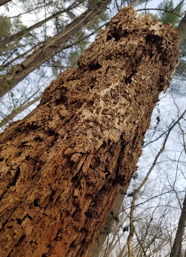 Decayed Tree Trunk in the Forest Stock Photo - Image of wild, antique ...