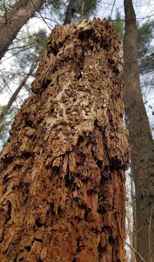 Decayed Tree Trunk in the Forest Stock Image - Image of plant, texture ...