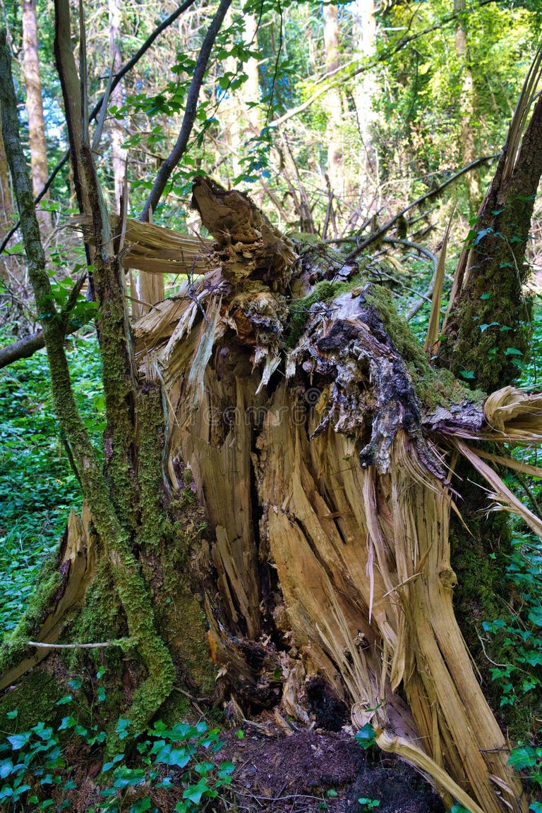 1,540 Ireland Trunk Treat Stock Photos - Free & Royalty-Free Stock Photos from Dreamstime