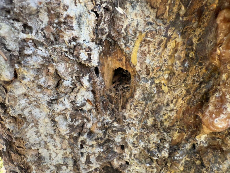 A Decayed Tree Trunk with Multiple Holes Stands in a Dense Forest Stock ...