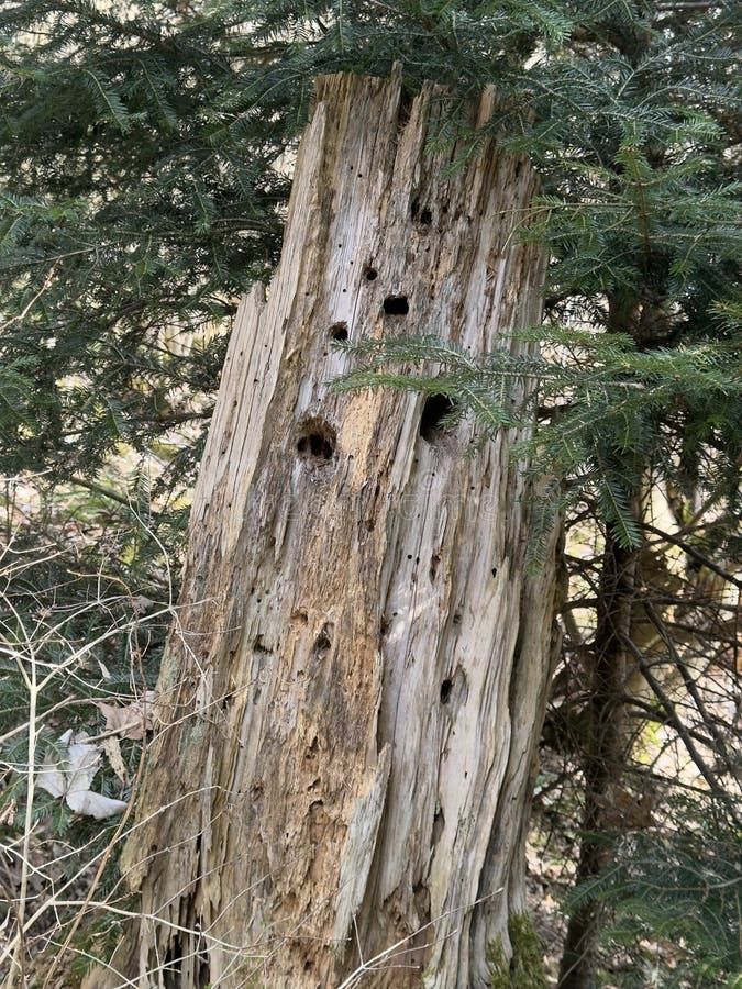 A Decayed Tree Trunk with Multiple Holes Stands in a Dense Forest Stock ...