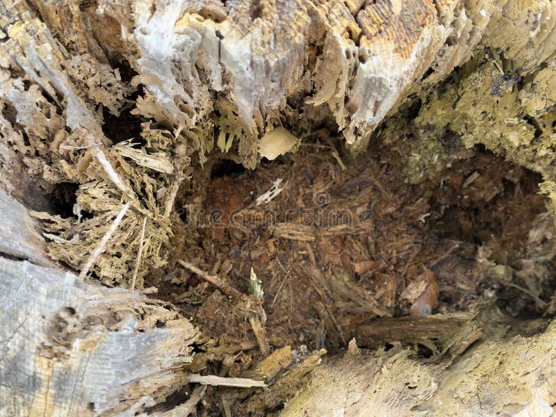 A Decayed Tree Trunk with Multiple Holes Stands in a Dense Forest Stock ...