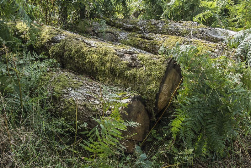 Decayed Tree Trunks with Moss in the French Region Morvan in Summer ...